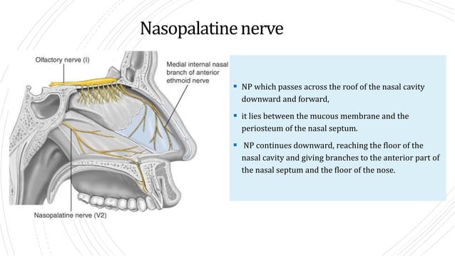 nerve supply of maxilla and mandible | PPTX