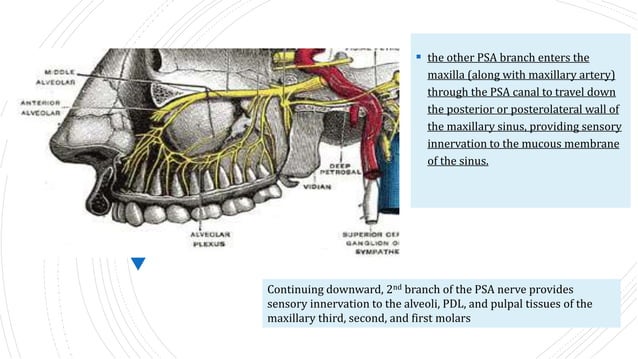 nerve supply of maxilla and mandible | PPTX
