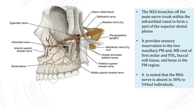 nerve supply of maxilla and mandible | PPTX
