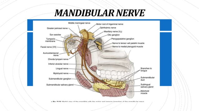 nerve supply of maxilla and mandible | PPTX
