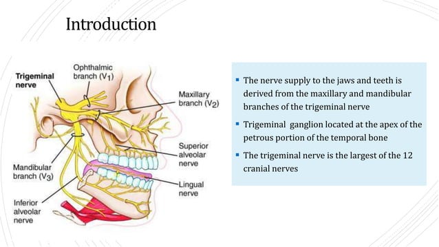 nerve supply of maxilla and mandible | PPTX