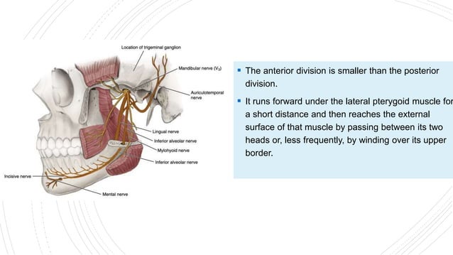 nerve supply of maxilla and mandible | PPTX