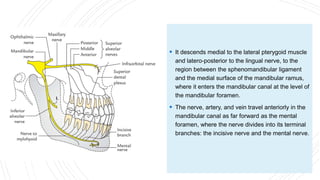 nerve supply of maxilla and mandible | PPTX