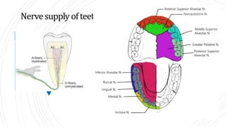 nerve supply of maxilla and mandible | PPTX
