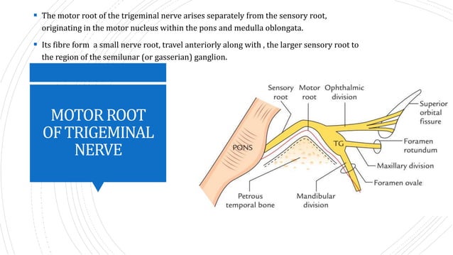 nerve supply of maxilla and mandible | PPTX