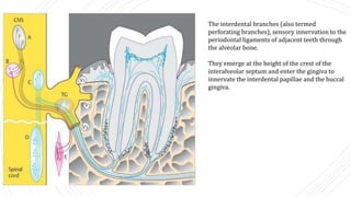 nerve supply of maxilla and mandible | PPTX