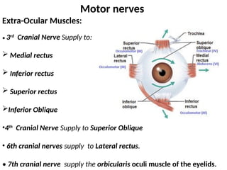 NERVE SUPPLY TO EYE.pptx NERVE SUPPLY TO EYE | PPTX