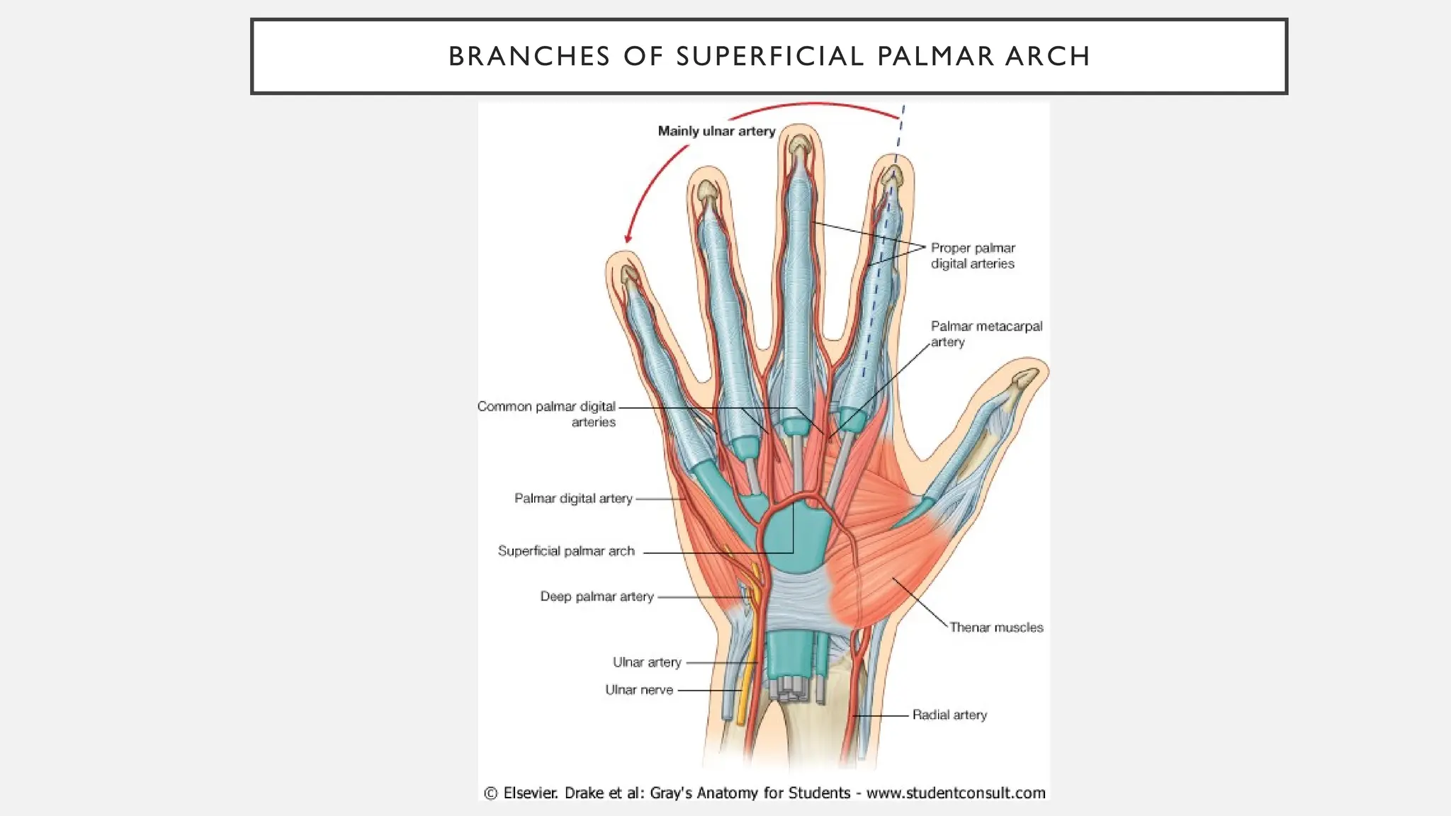 nerves vessels hand.pptx anatomy of hand | PPTX