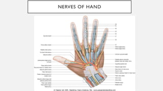 nerves vessels hand.pptx anatomy of hand | PPTX