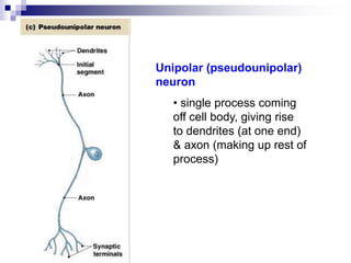 NERVE TISSUE Dr.Nagawa 21-09-23.ppt