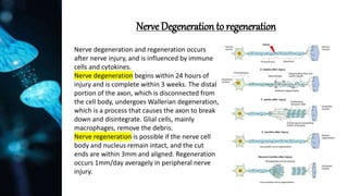 NERVE TRANSFER (Basic idea and types of nerve transfer) | PPTX