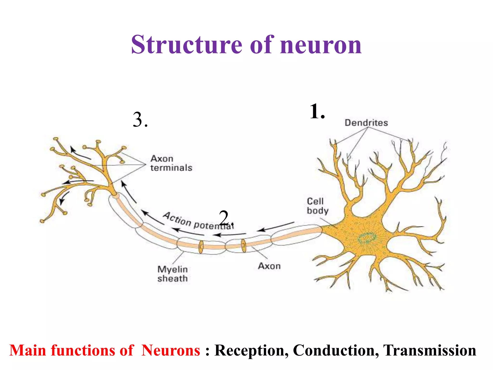Nerve transmission | PPTX