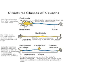Nerve transmission | PPT