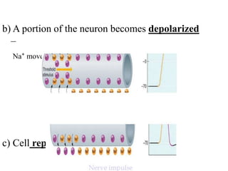 Nerve transmission | PPT