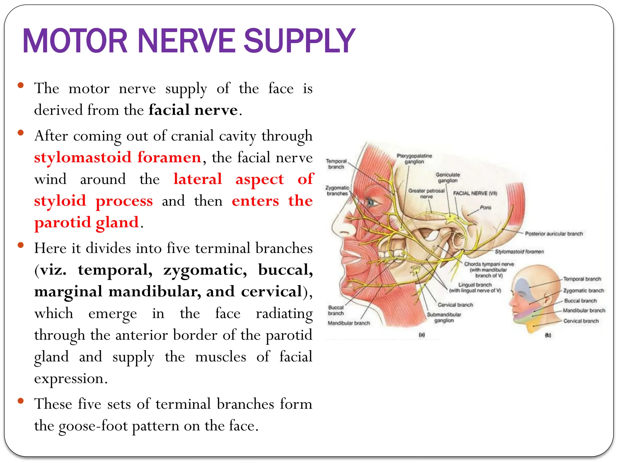 Nerve,Vessels & Lymphatic Drainage of Face.pptx