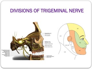 Nerve,Vessels & Lymphatic Drainage of Face.pptx