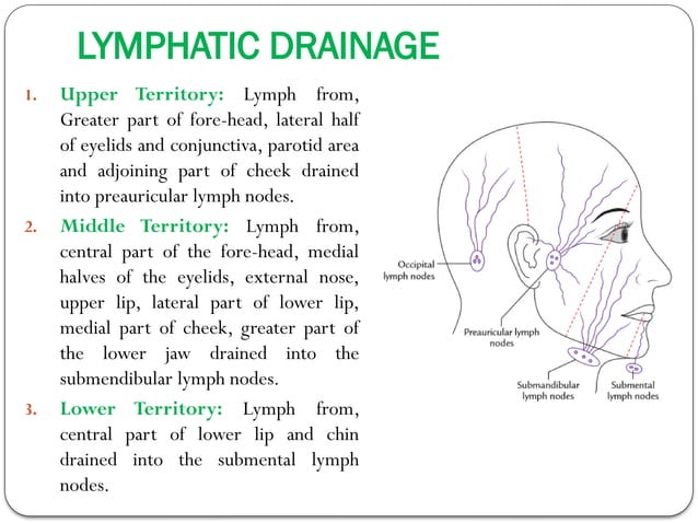 Nerve,Vessels & Lymphatic Drainage of Face.pptx