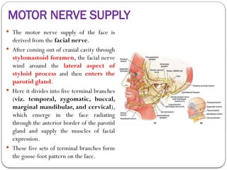 Nerve,Vessels & Lymphatic Drainage of Face.pptx