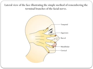 Nerve,Vessels & Lymphatic Drainage of Face.pptx