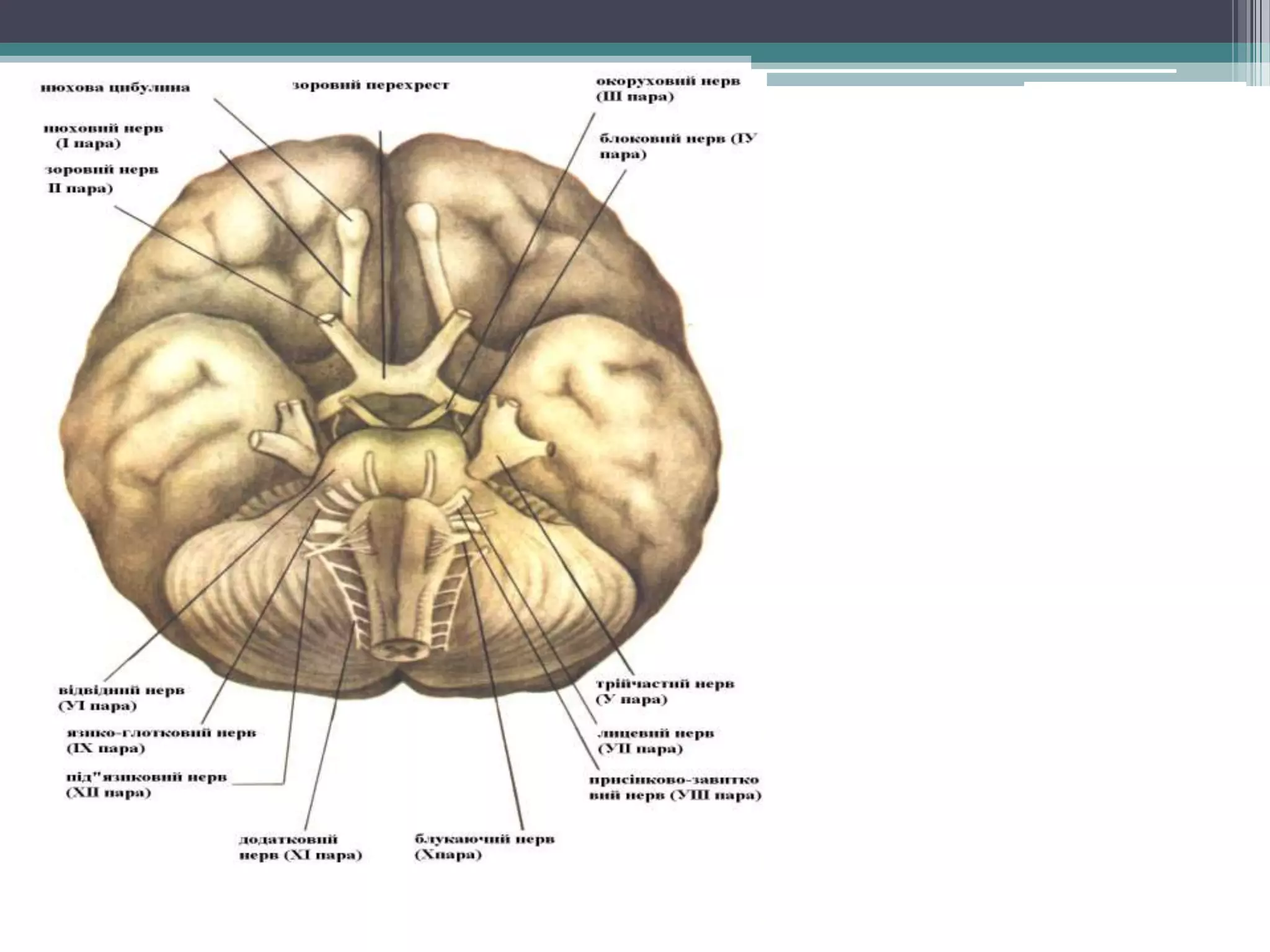 Nervi cranialis | PPTX