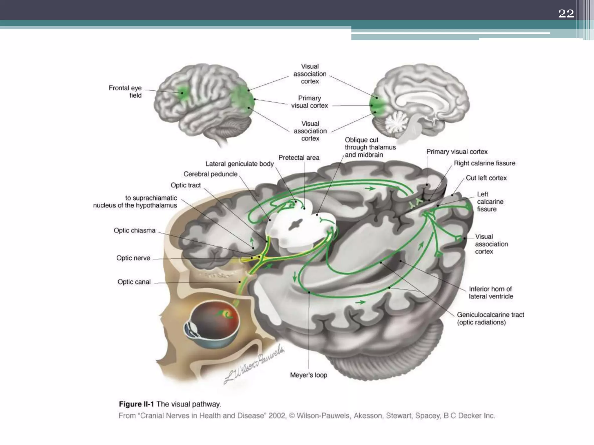 Nervi cranialis | PPTX