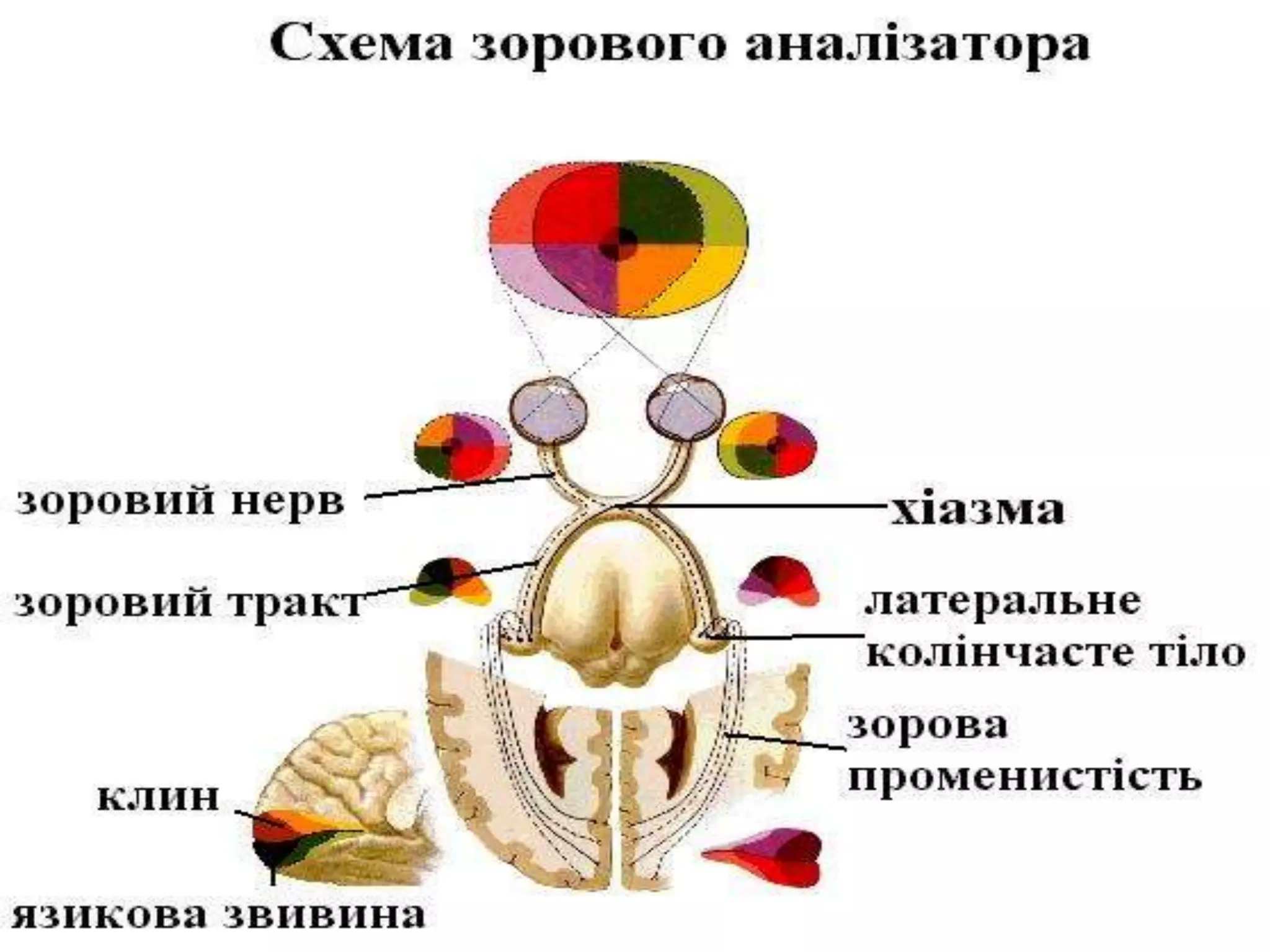 Nervi cranialis | PPTX