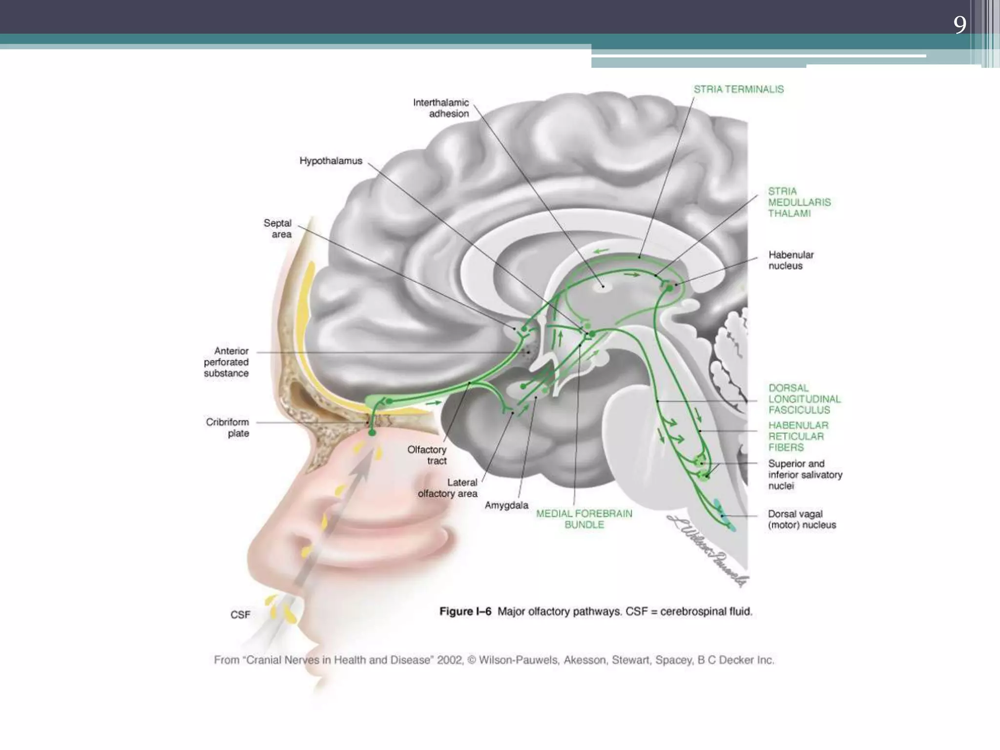 Nervi cranialis | PPTX
