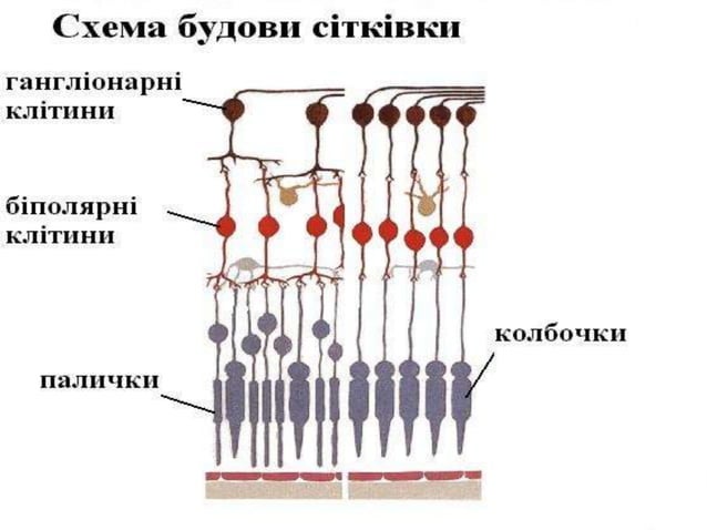 Nervi cranialis | PPTX