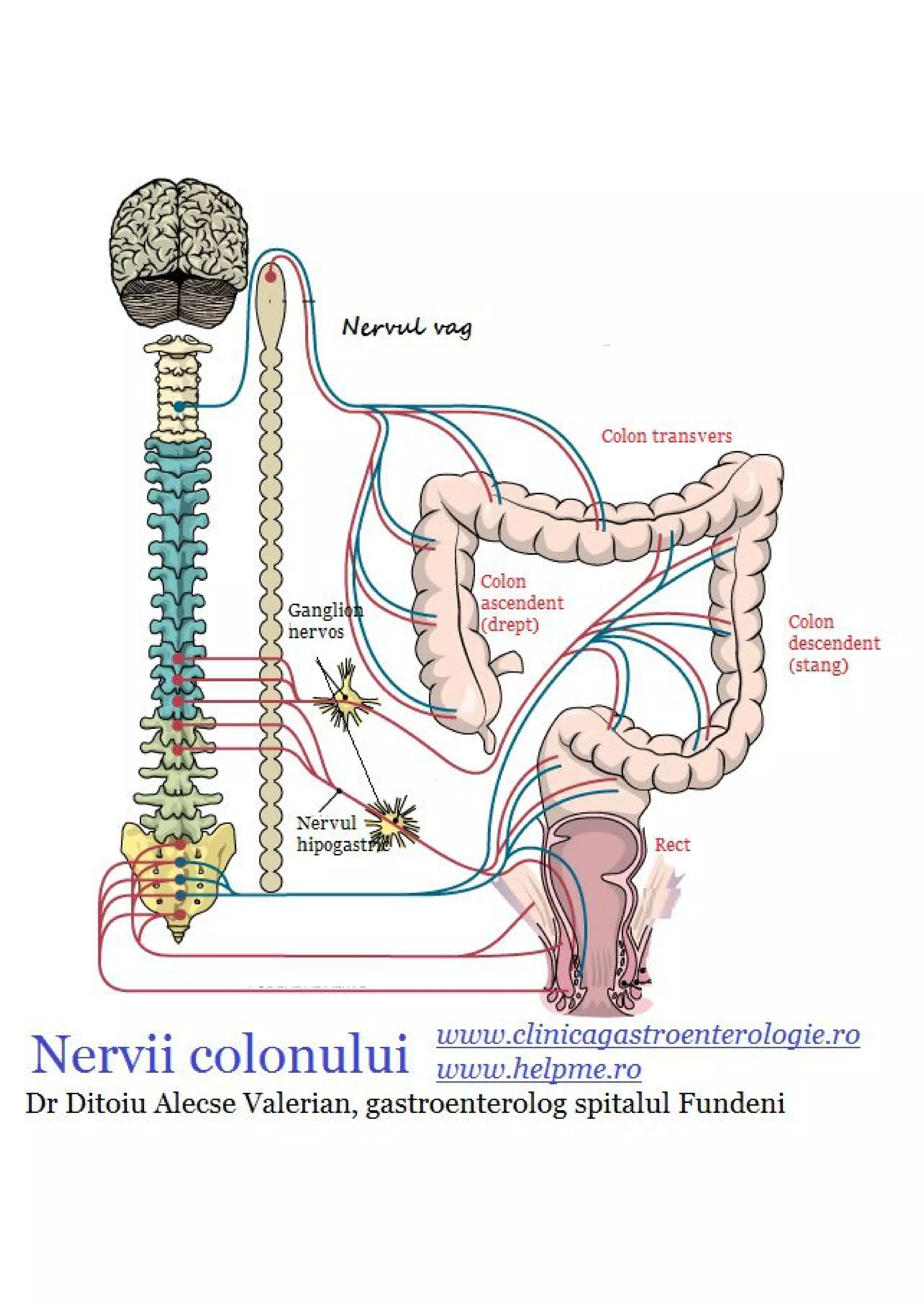 Nervii colonului | PDF
