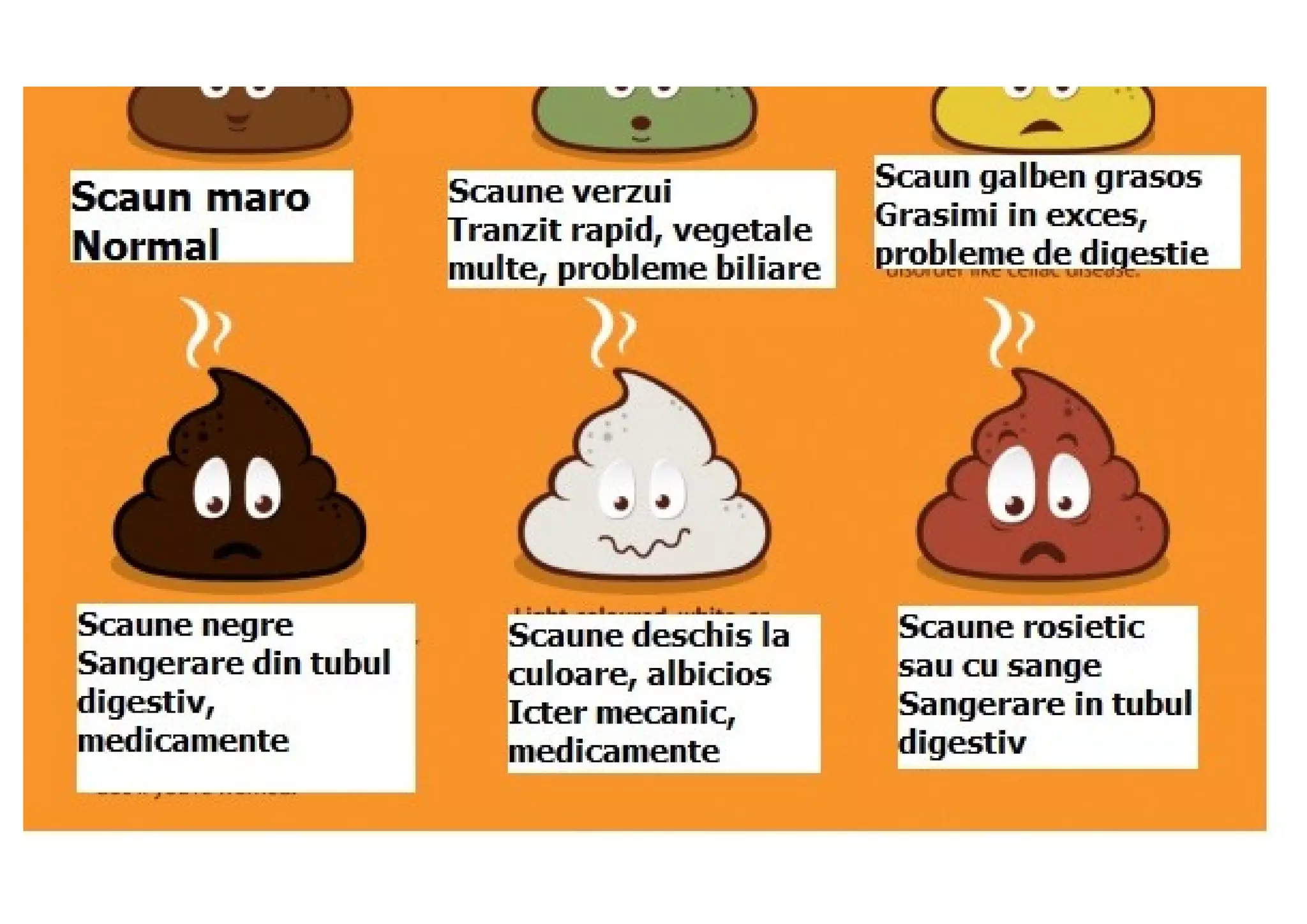 Nervii colonului | PDF