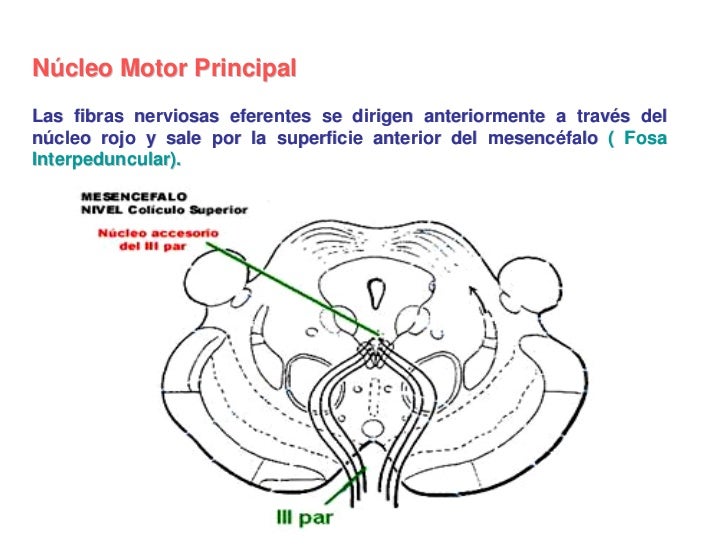 Nervio Oculomotor (Iii Par Craneal)