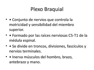 Nervio_Abducens_Plexo_Braquial_Detallada.pptx