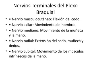 Nervio_Abducens_Plexo_Braquial_Detallada.pptx