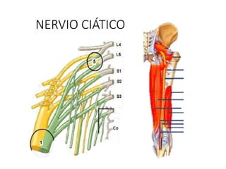 Nervio ciático | PPT
