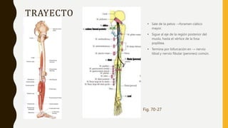 Nervio ciático.pptx