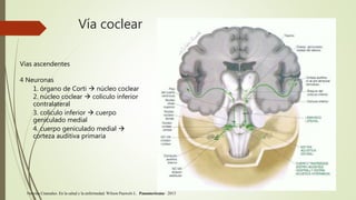 Nervio craneal VIII vestibulococlear | PPTX