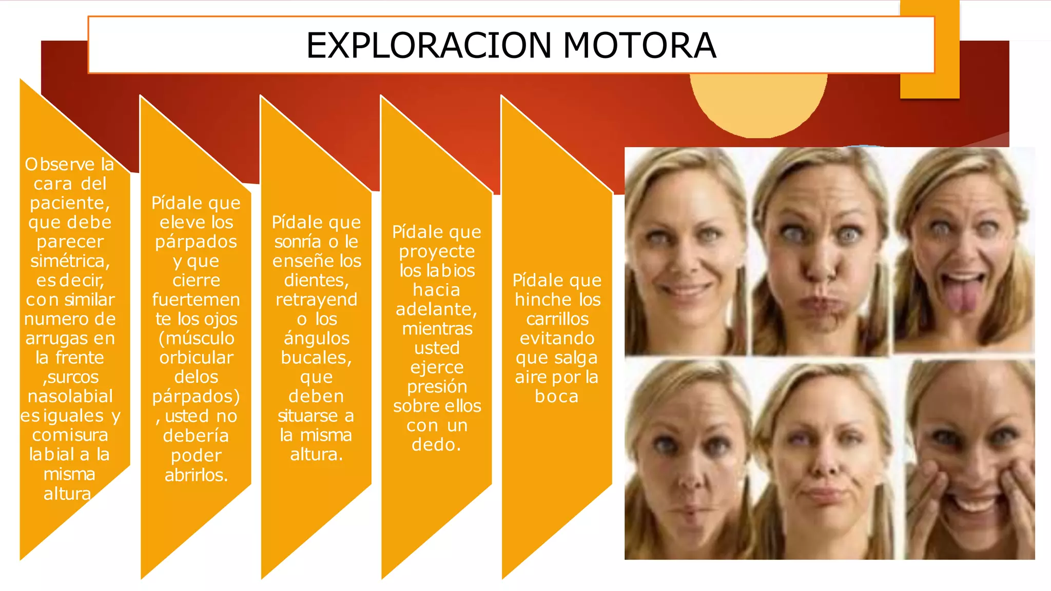 Nervio Facial VII par Craneal | PPTX