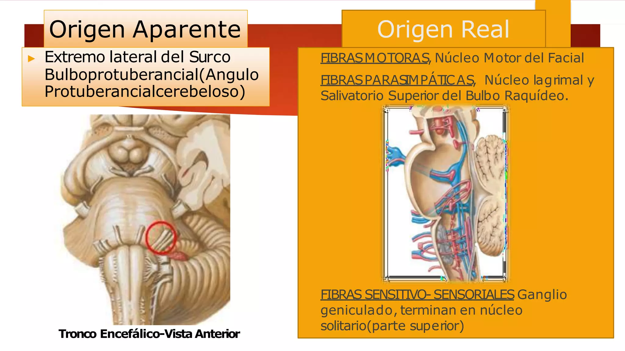 Nervio Facial VII par Craneal | PPTX