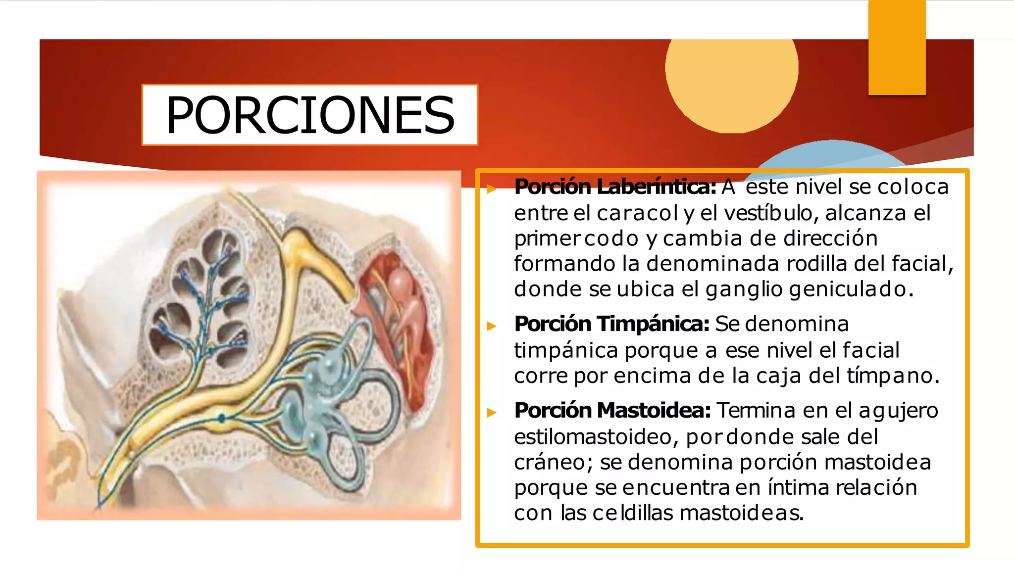 Nervio Facial VII par Craneal | PPTX