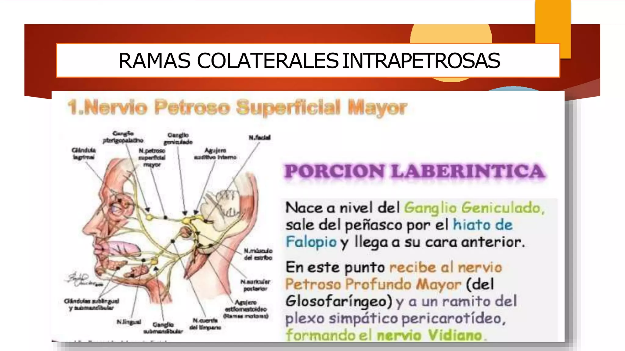 Nervio Facial VII par Craneal | PPTX