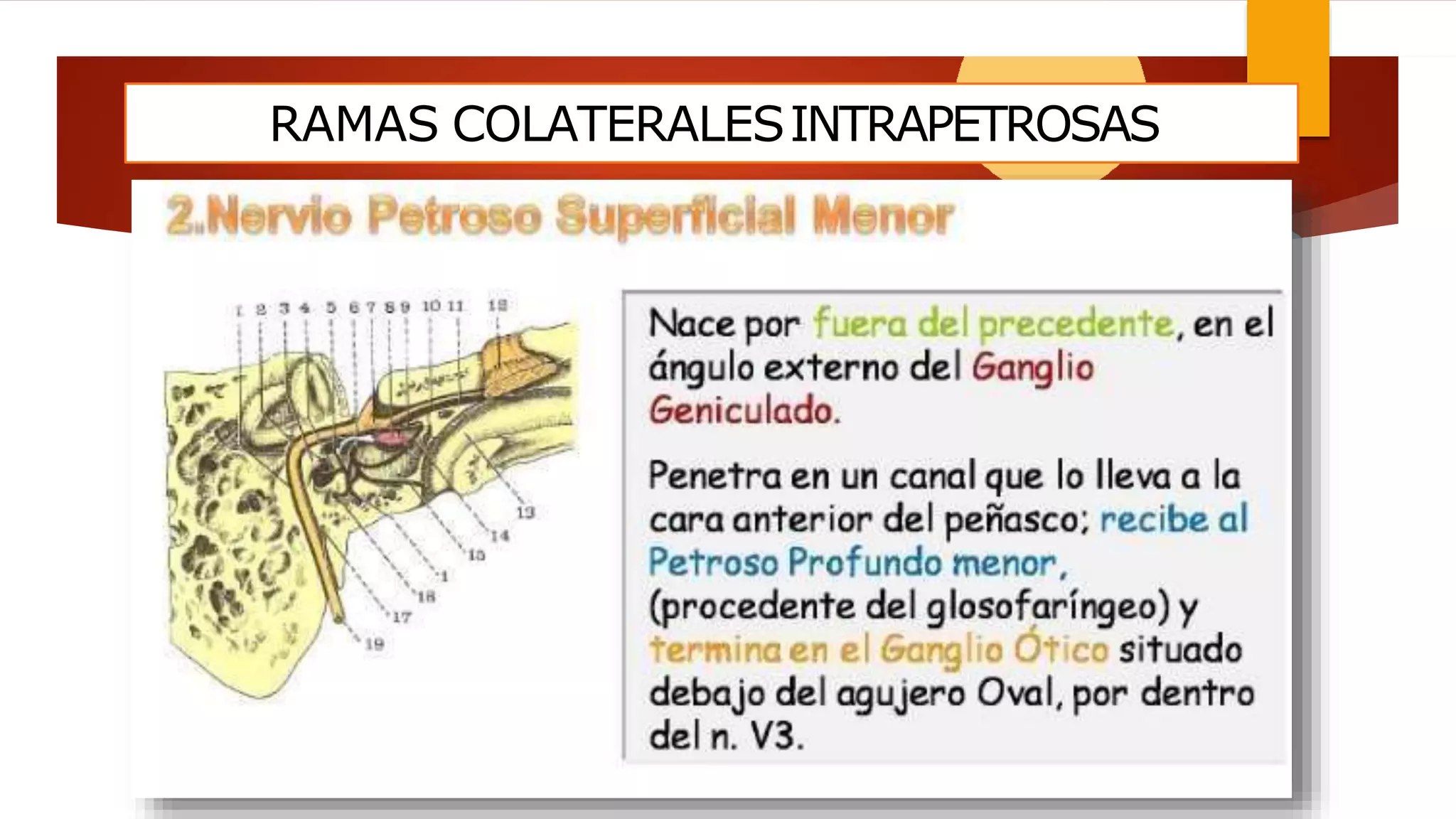 Nervio Facial VII par Craneal | PPTX