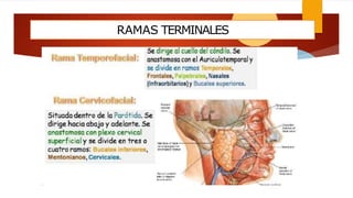 Nervio Facial VII par Craneal | PPTX