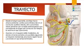 Nervio Facial VII par Craneal | PPT