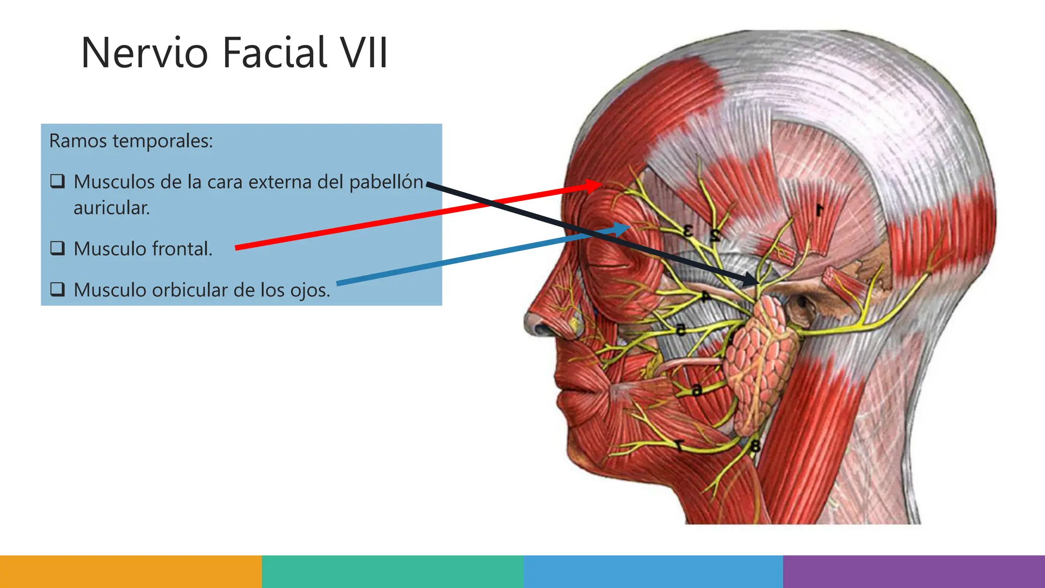 NERVIO FACIAL Y RAMAS AANTOMIA HUMANA DS | PPTX | Ear, Nose and Throat ...