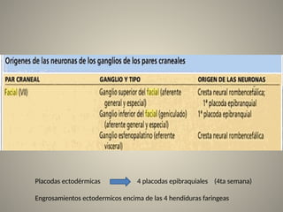 Nervio Facial: Anatomía para cirujanos otorrinolaringólogos | PPTX