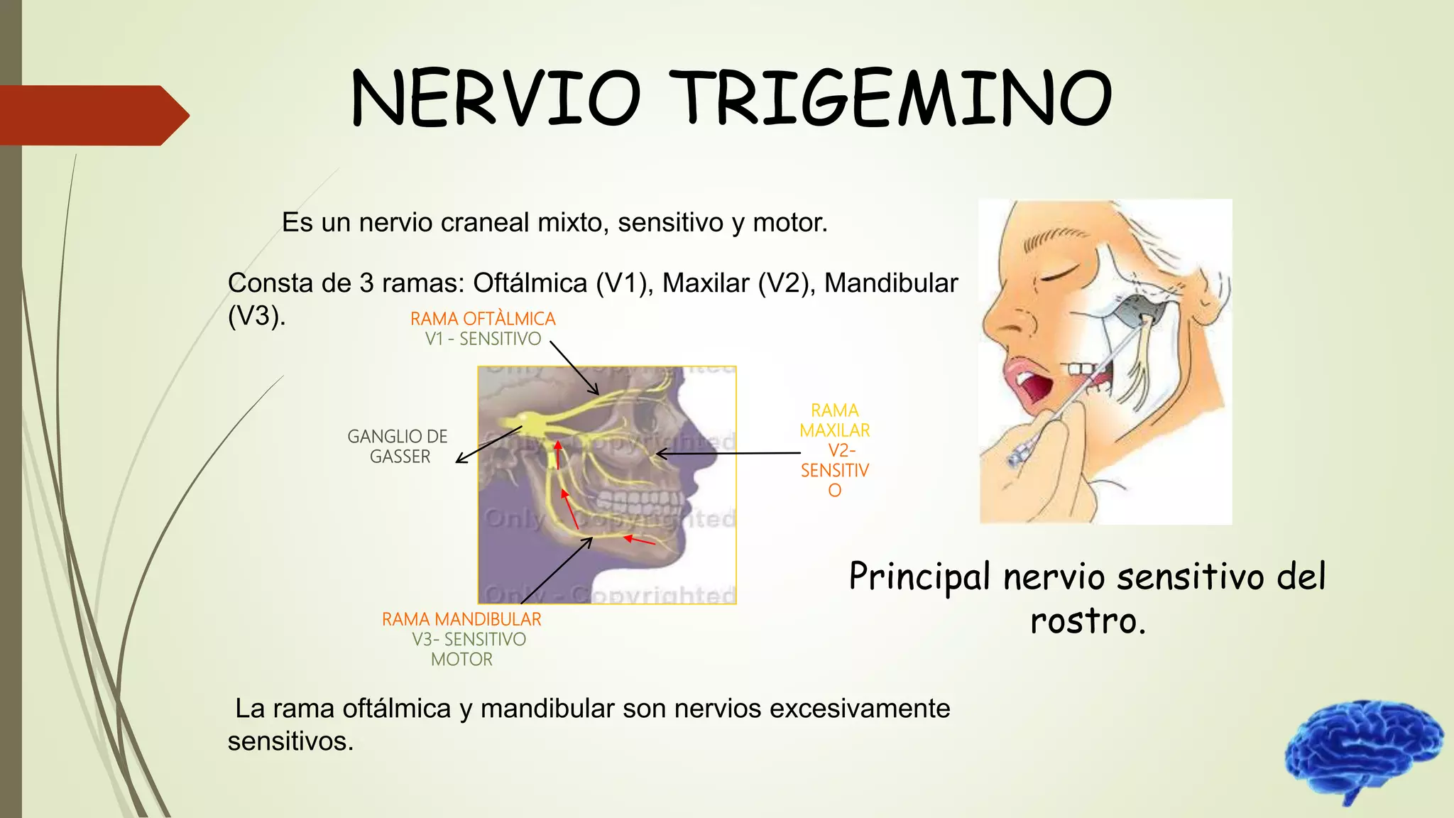 Nervio facial, abducens y trigemino | PPTX
