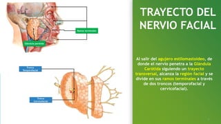 NERVIO FACIAL VII PAR | PPTX