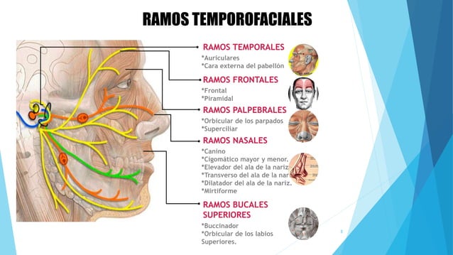 NERVIO FACIAL VII PAR