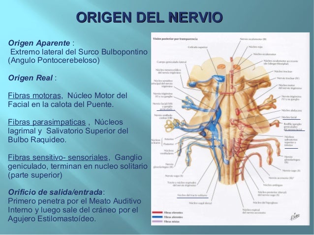 VII Par Craneal Nervio Facial