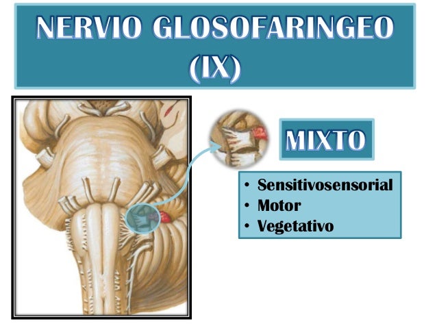 Nervio glosofaringeo